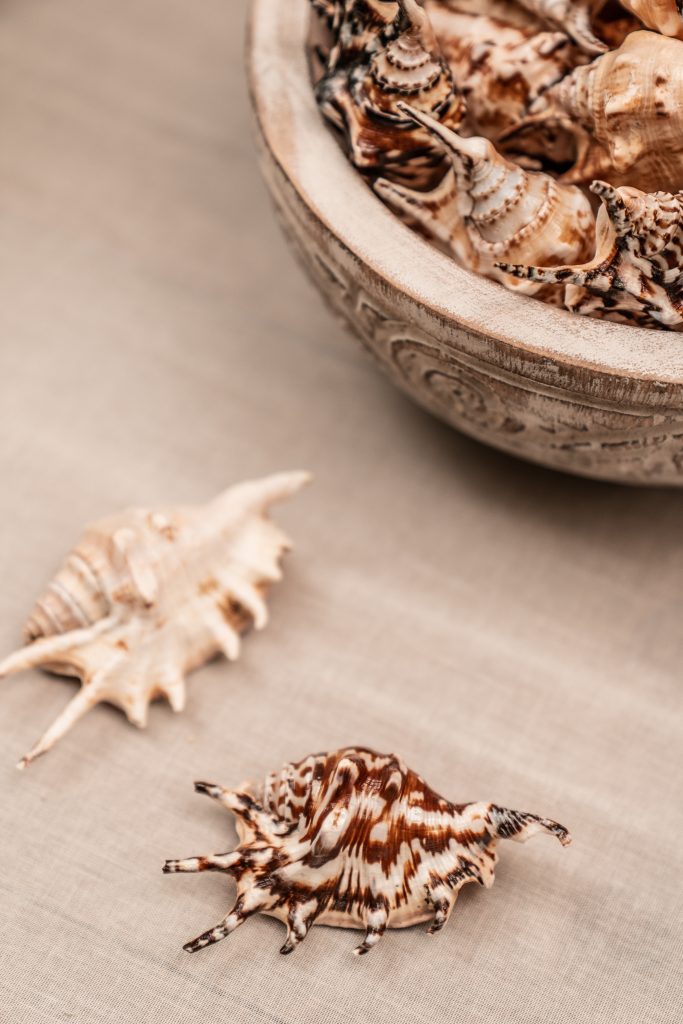 Decoratie schelp Liv - Noa May